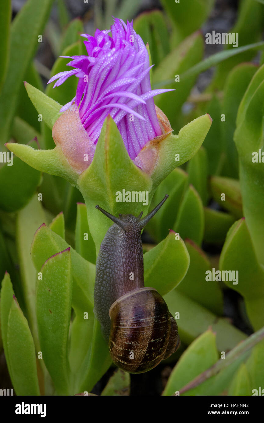 Snail on ice plant purple flower Stock Photo - Alamy