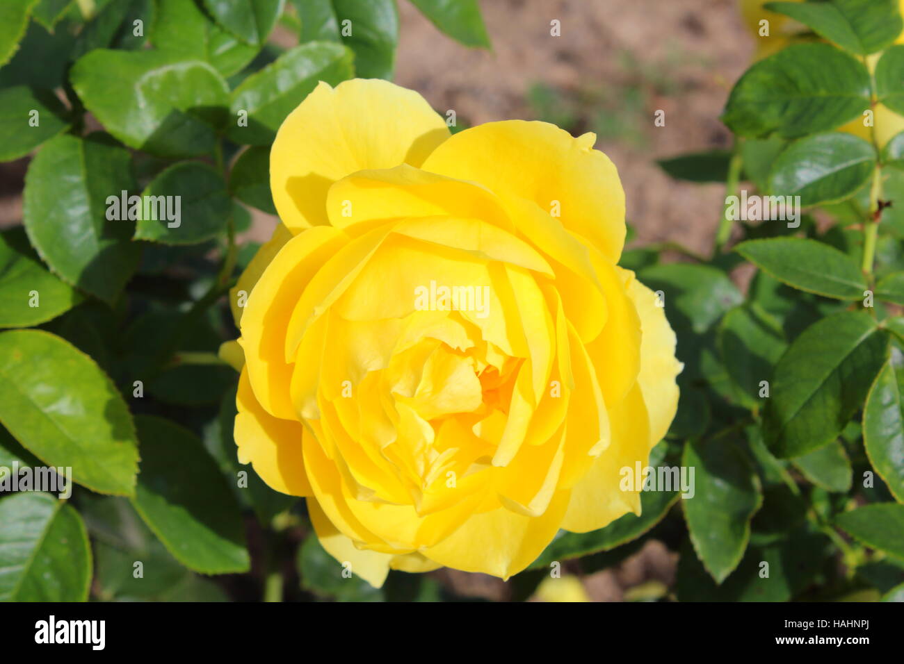 yellow rose flower Stock Photo - Alamy