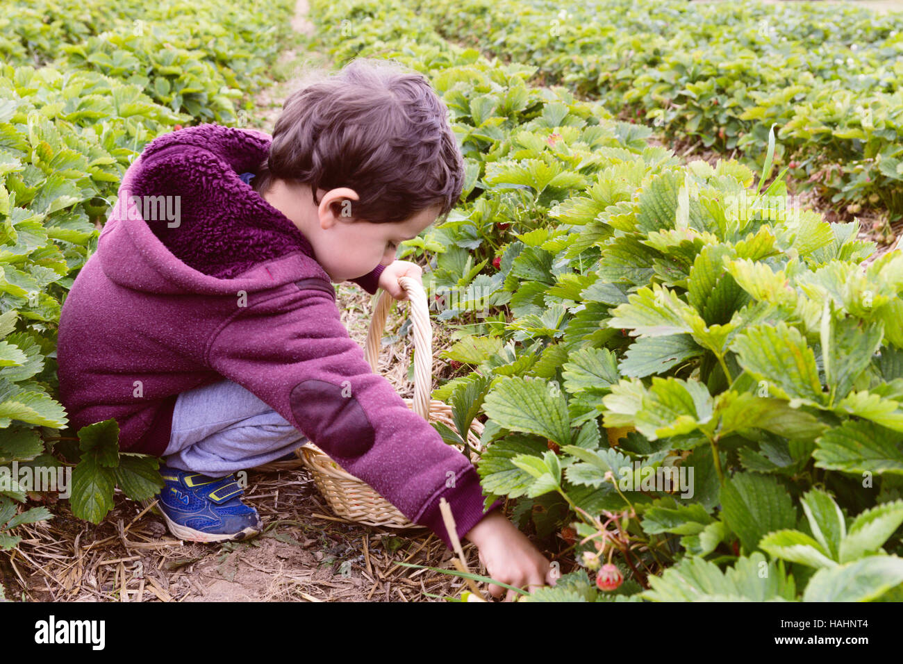 Little boy having fun on strawberry farm. Cute boy child eating healthy ...