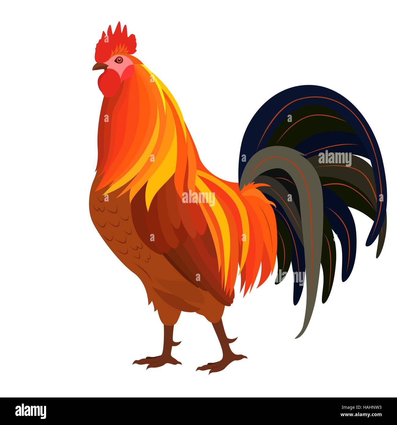 Proud Red Rooster with dark tail, vector illustrations isolated on the ...