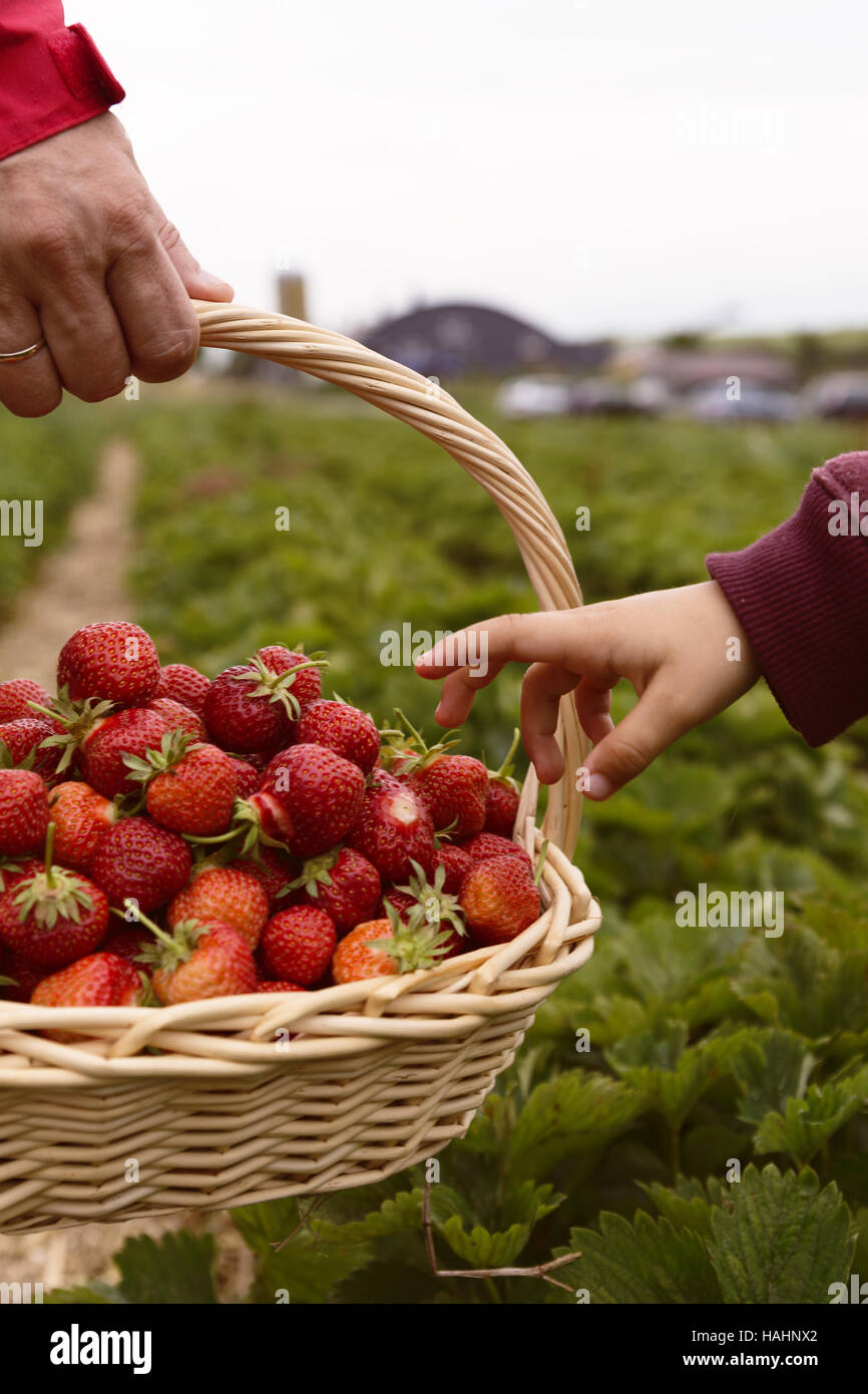 Photo of man's hands holding a big basket full of ripe strawberries ...