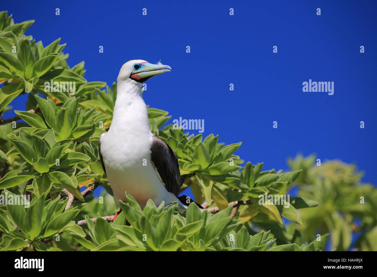 Red-footed Booby bird, Christmas (Kiritimati) Island, Kiribati Stock ...