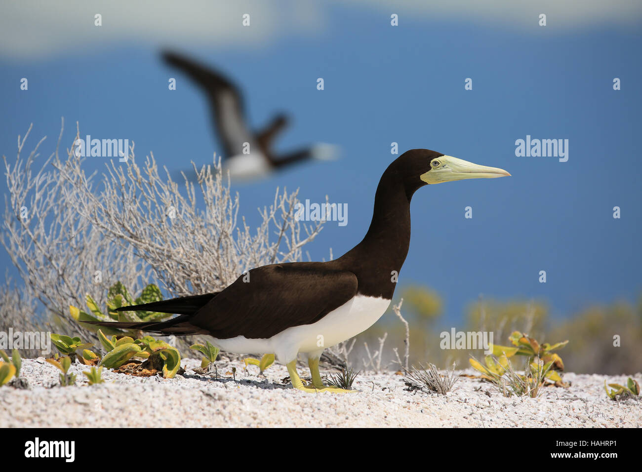 Brown Booby Bird on a beach, Christmas (Kiritimati) Island, Kiribati ...