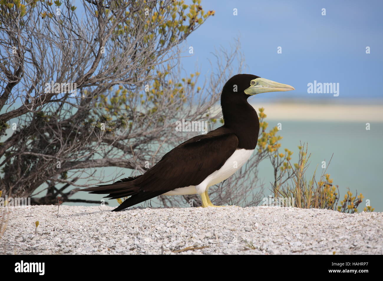 Brown Booby Bird on a beach, Christmas (Kiritimati) Island, Kiribati ...