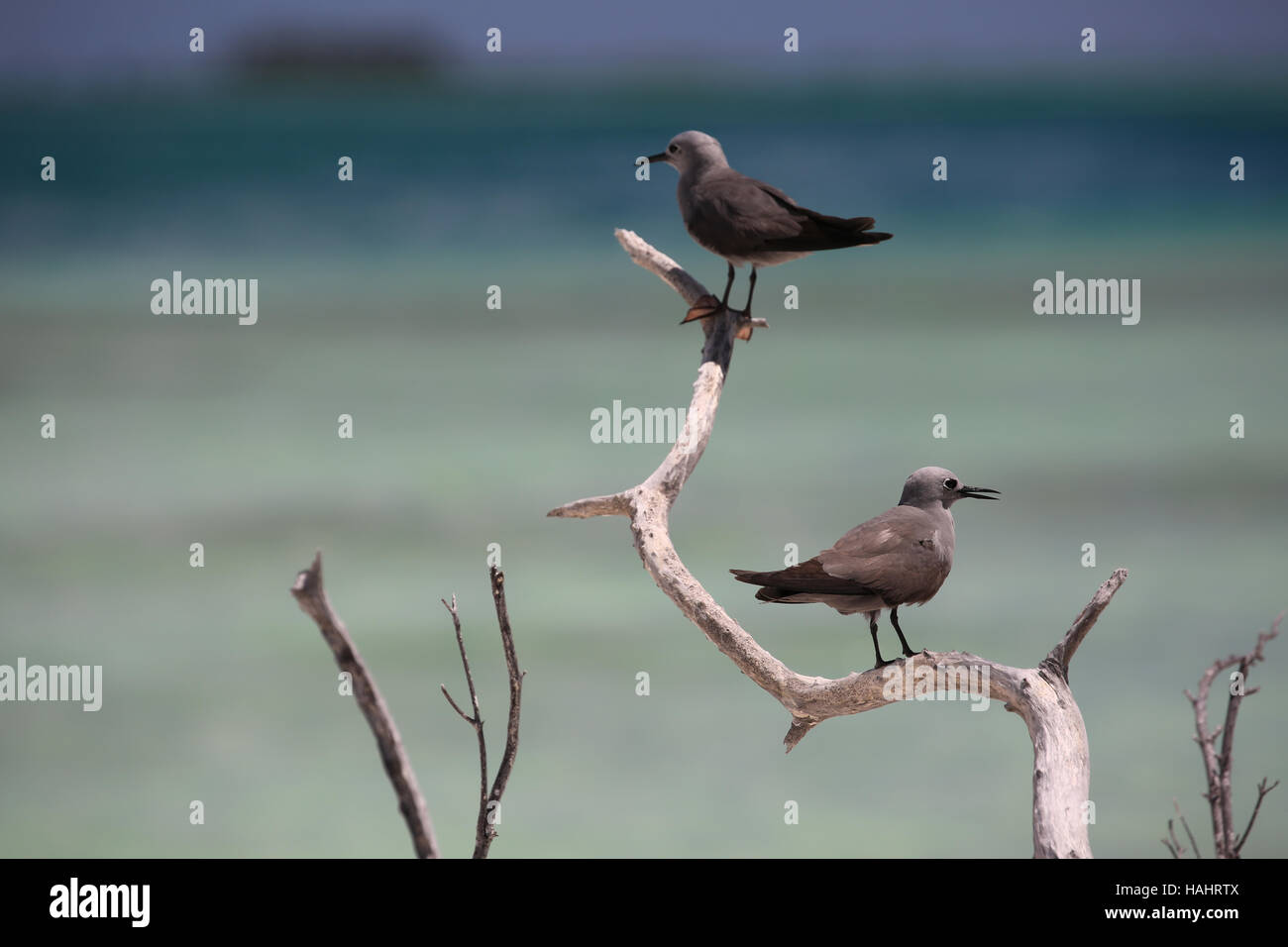 Blue noddy hi-res stock photography and images - Alamy