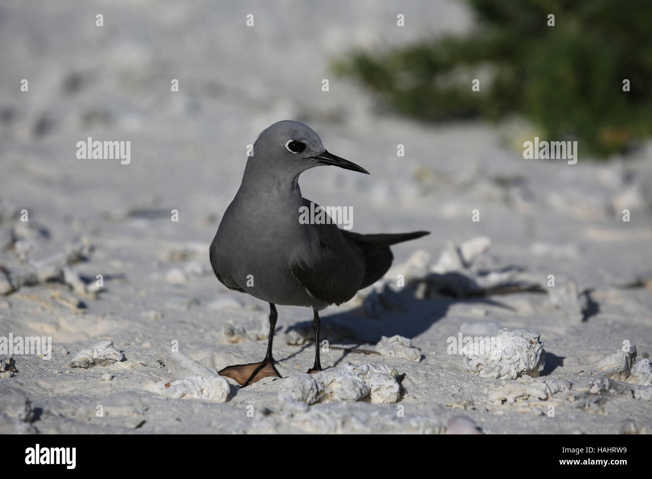 Grey Noddy bird sitting on a beach, Christmas (Kiritimati) Island ...