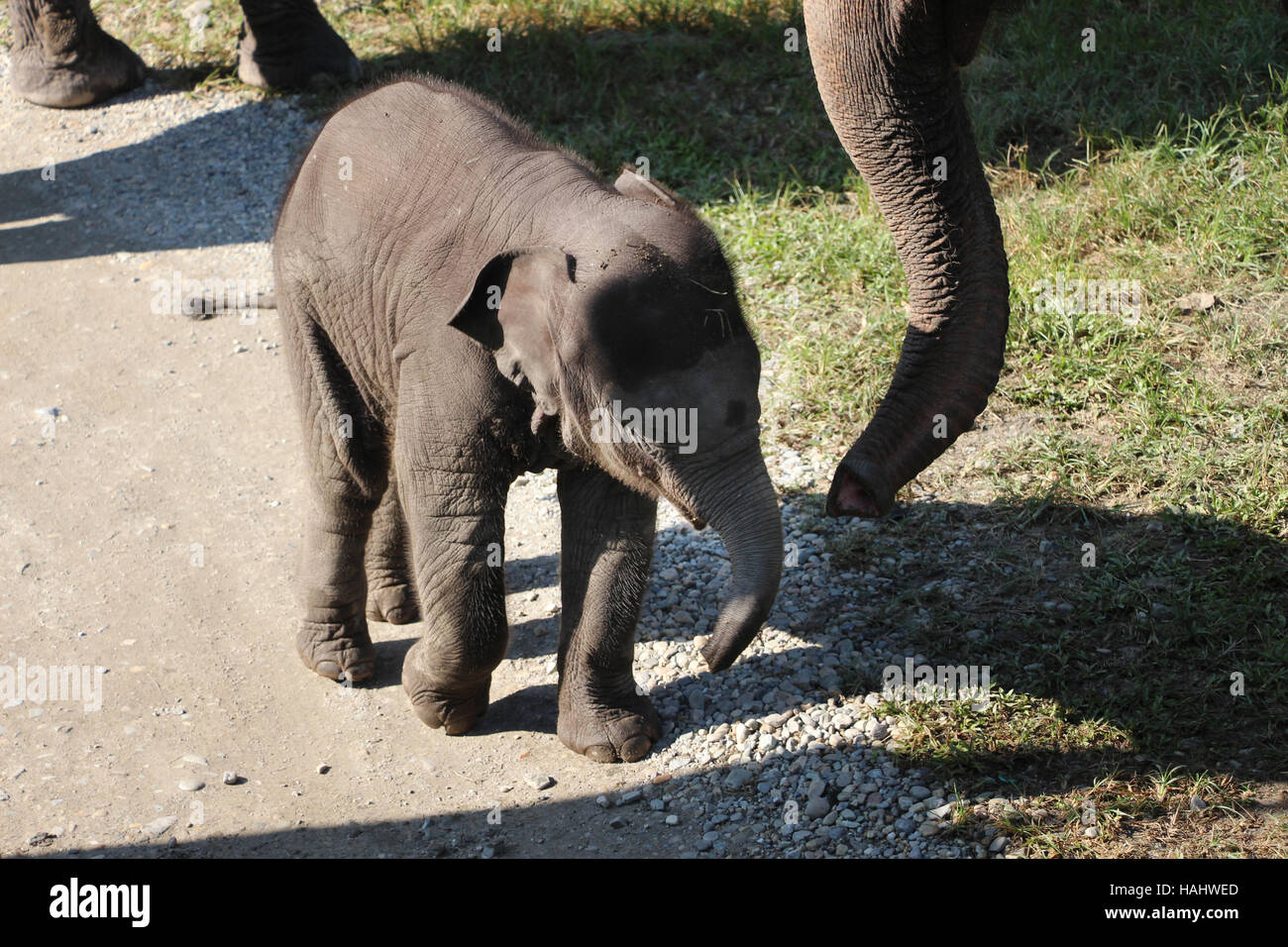 Elephant with baby. Mother and child Stock Photo - Alamy