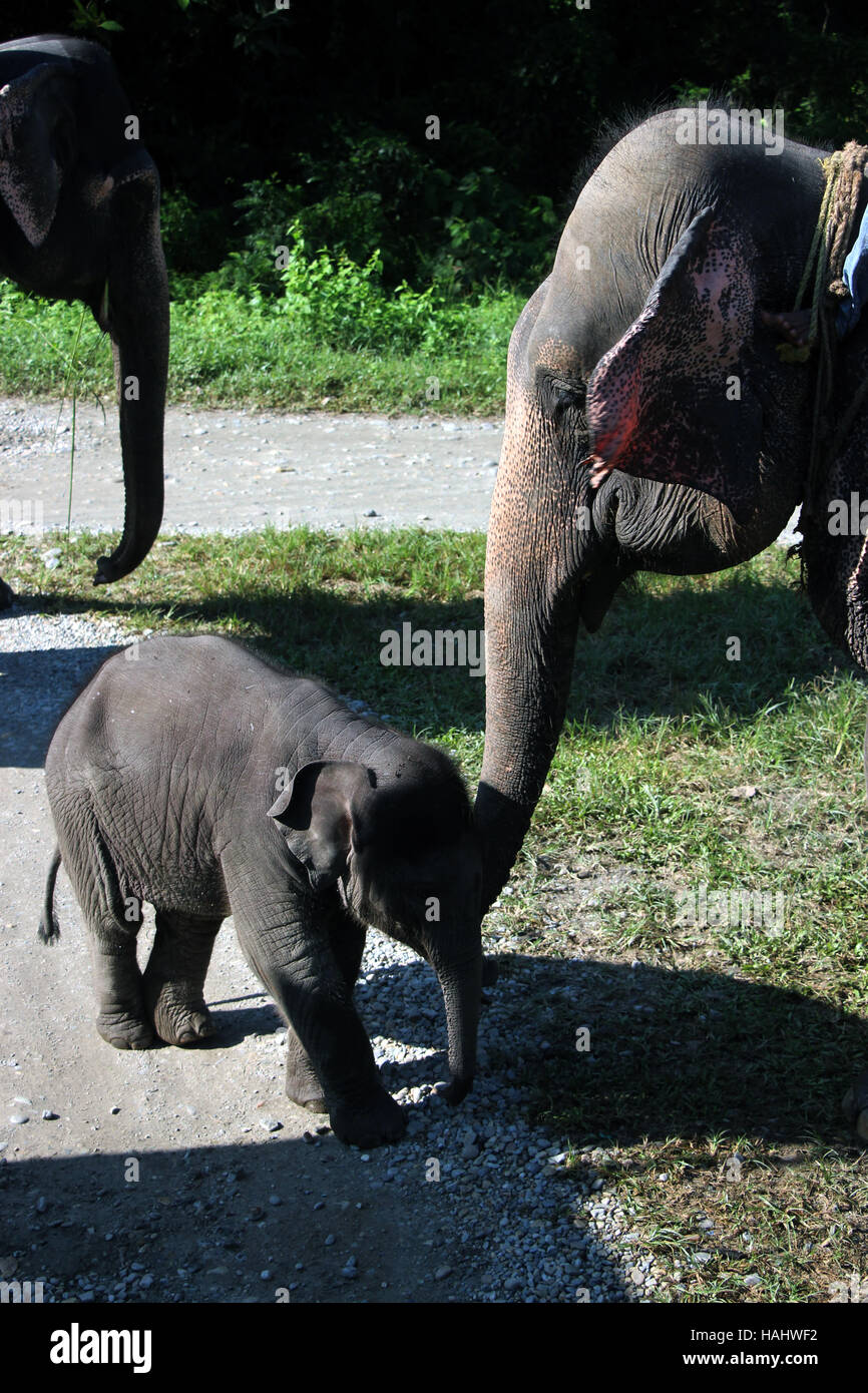 Elephant with baby. Mother and child Stock Photo - Alamy