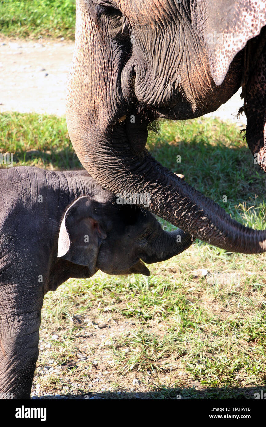 Elephant with baby. Mother and child Stock Photo - Alamy
