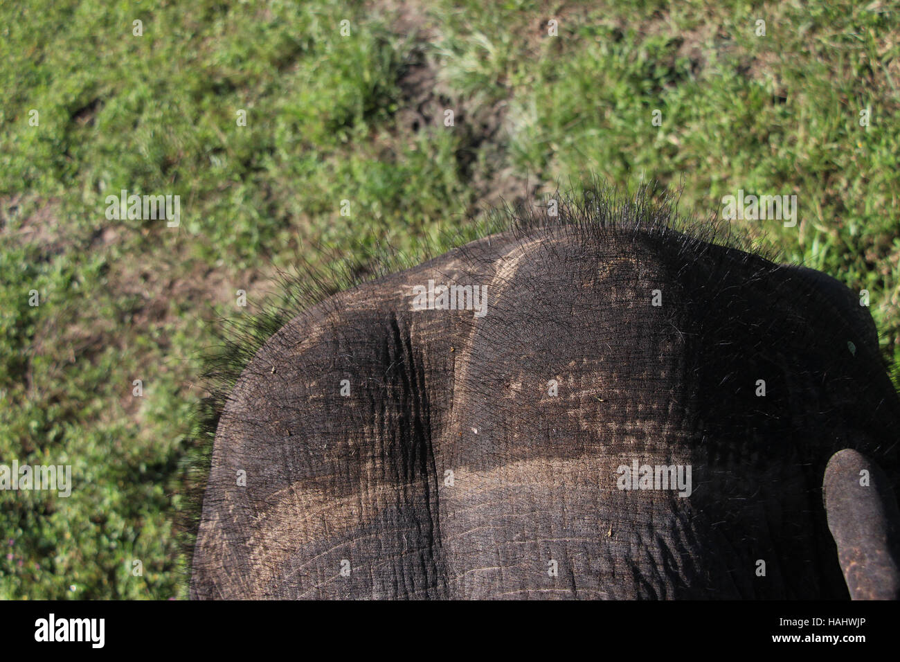 Elephant Hair High Resolution Stock Photography and Images - Alamy