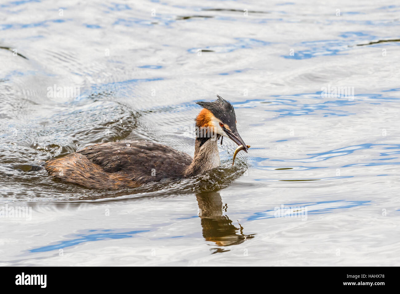 Great Crested Grebe with a fish in its beak Stock Photo - Alamy