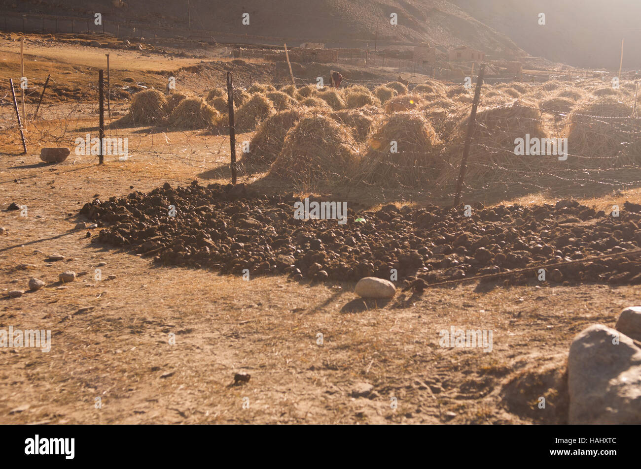 Himalayan hay stack hi-res stock photography and images - Alamy