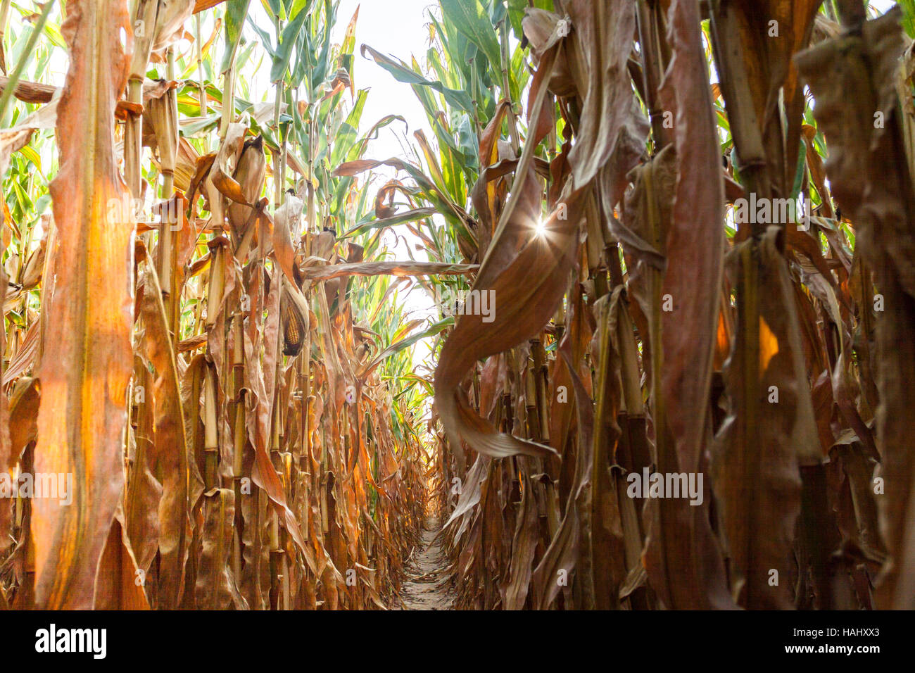 Corn field ready to harvest. Vigevano, Italy Stock Photo - Alamy