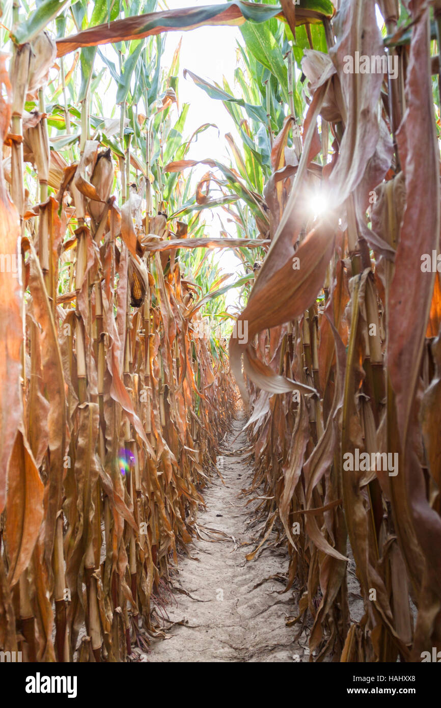 Corn field ready to harvest. Vigevano, Italy Stock Photo - Alamy