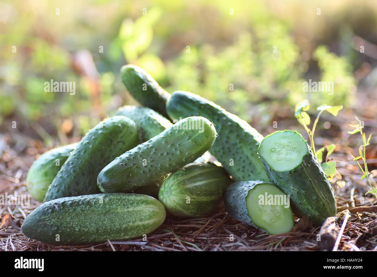 cucumber crop on the ground Stock Photo - Alamy