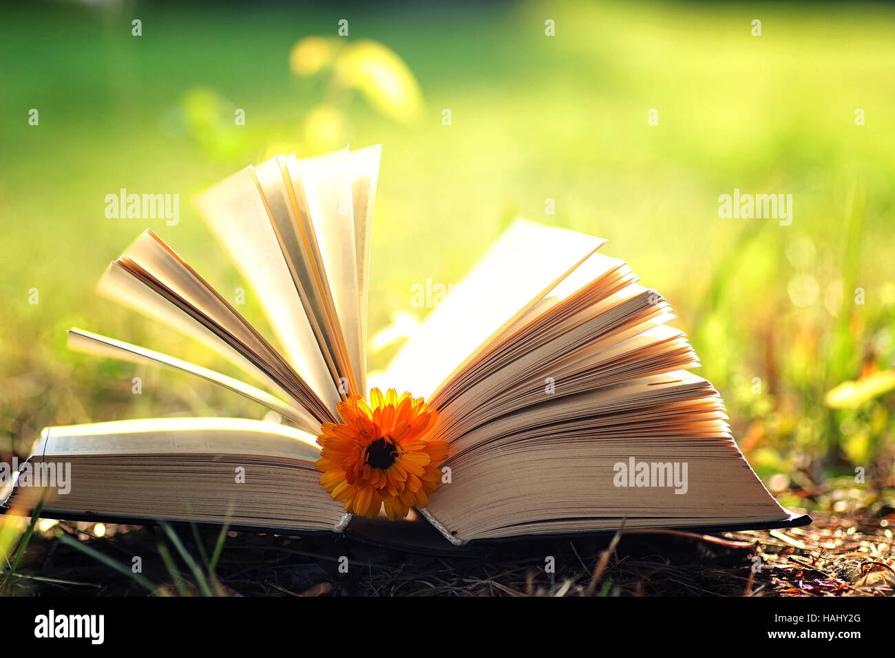 open book with flower on grass Stock Photo - Alamy