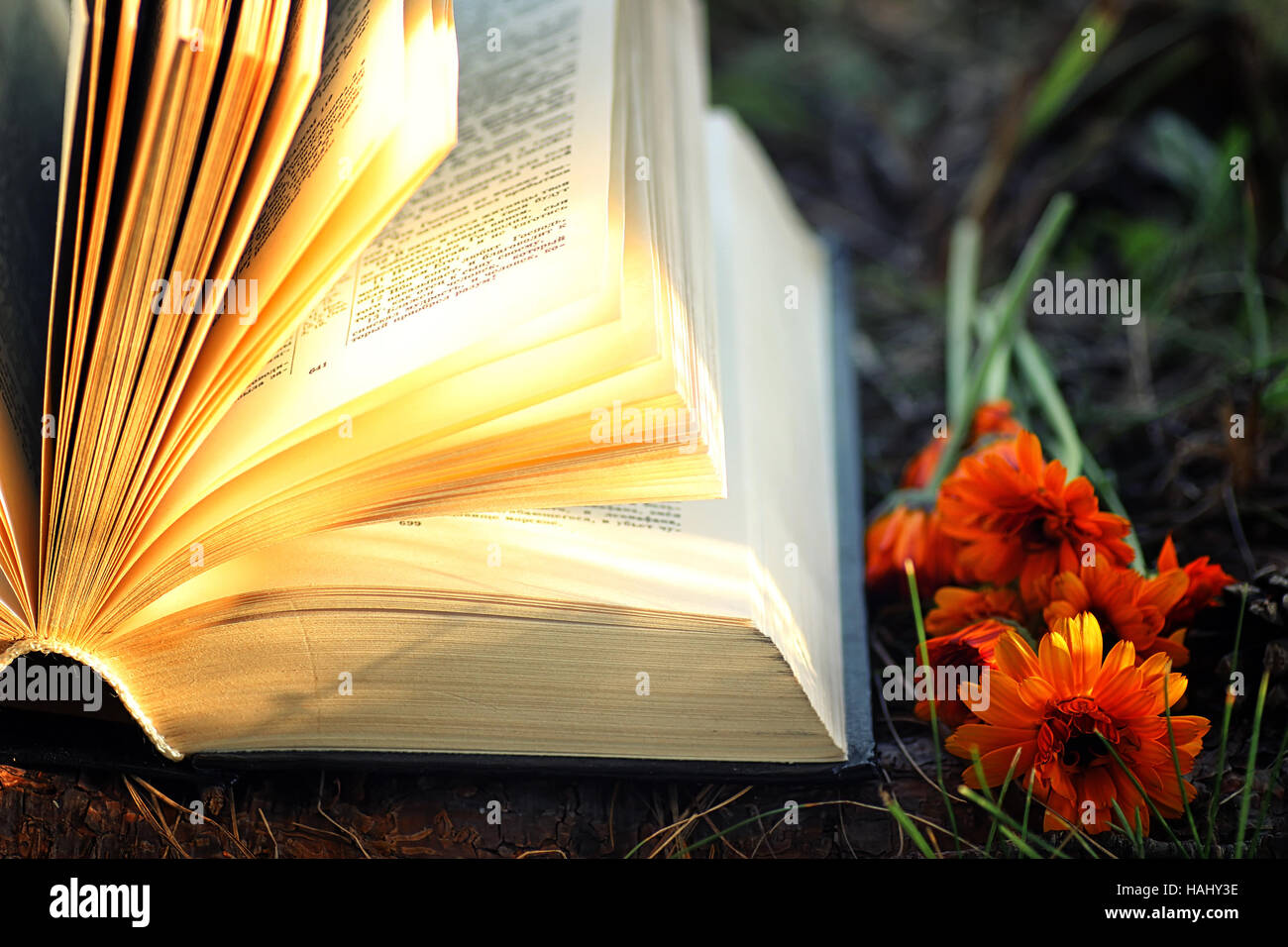 open book with flower on grass Stock Photo - Alamy