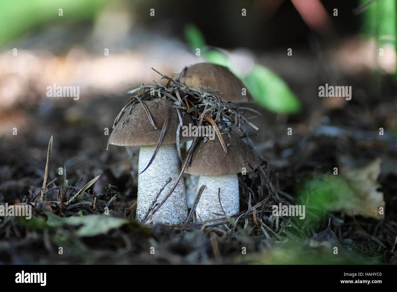 edible brown cap boletus hat mushroom Stock Photo - Alamy