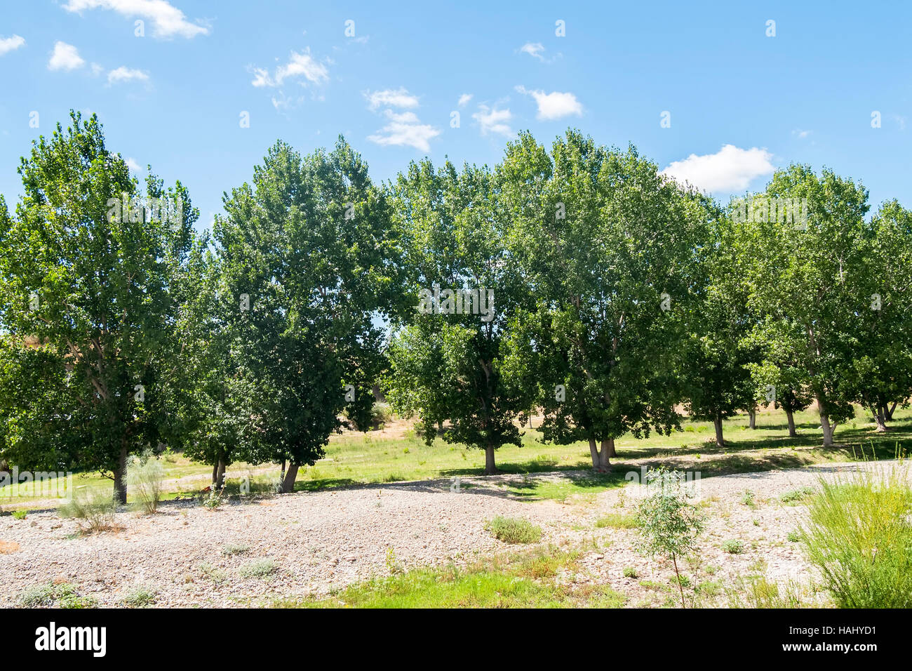 Natural landscape in summer Stock Photo - Alamy
