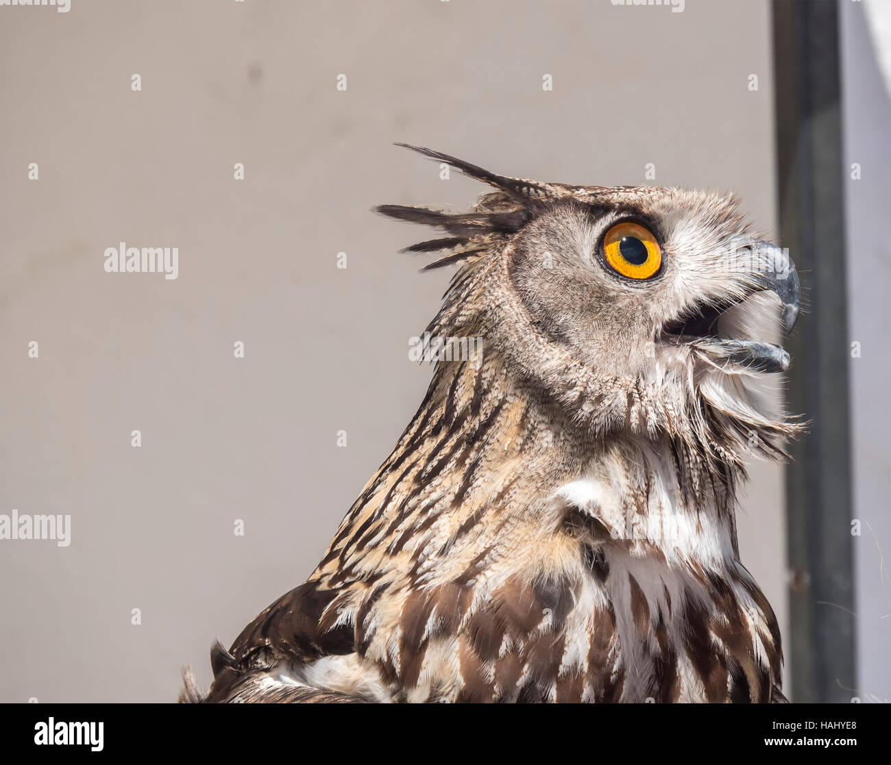Eurasian Eagle-Owl, Bubo bubo Stock Photo - Alamy