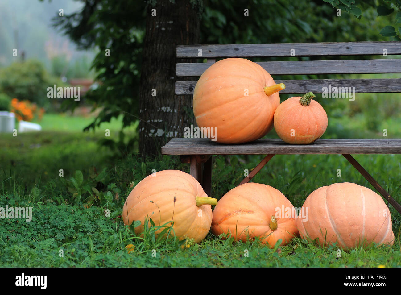 pumpkin outdoor nature autumn Stock Photo - Alamy