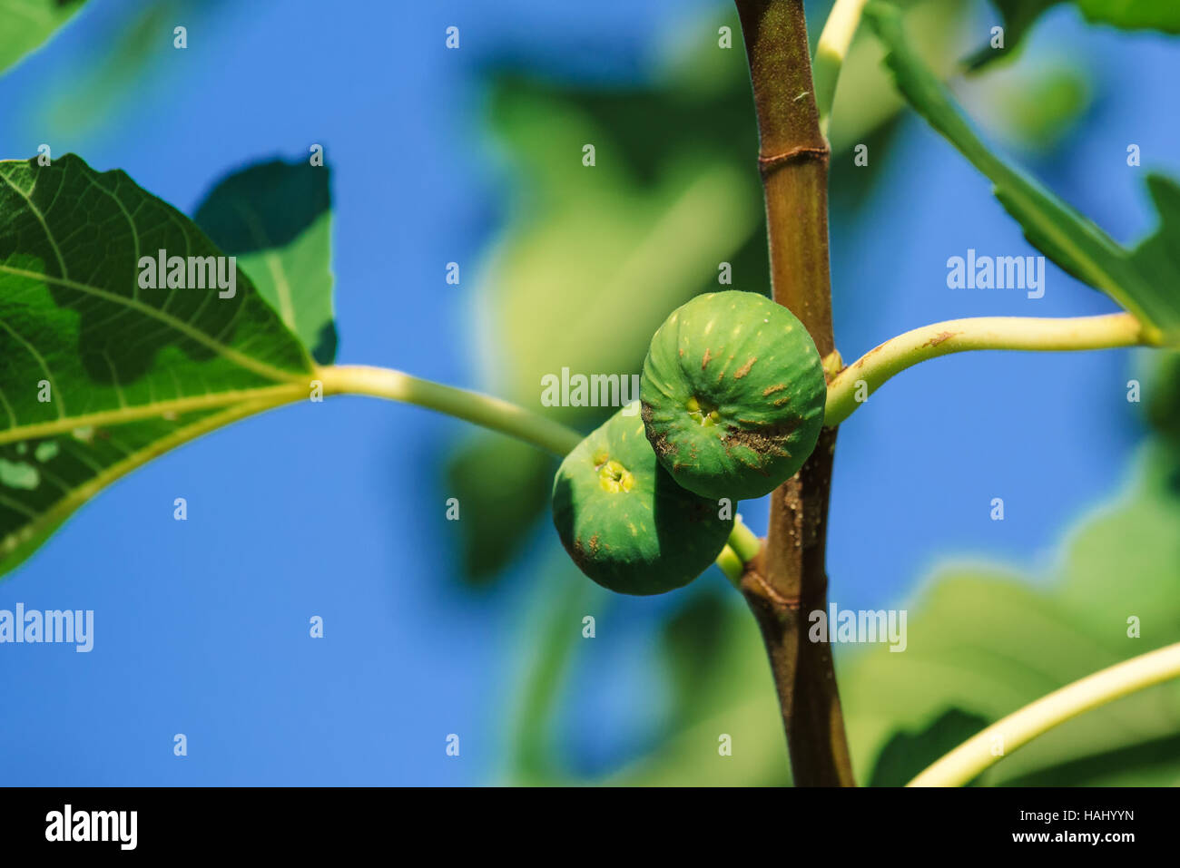 Fig branch hi-res stock photography and images - Alamy
