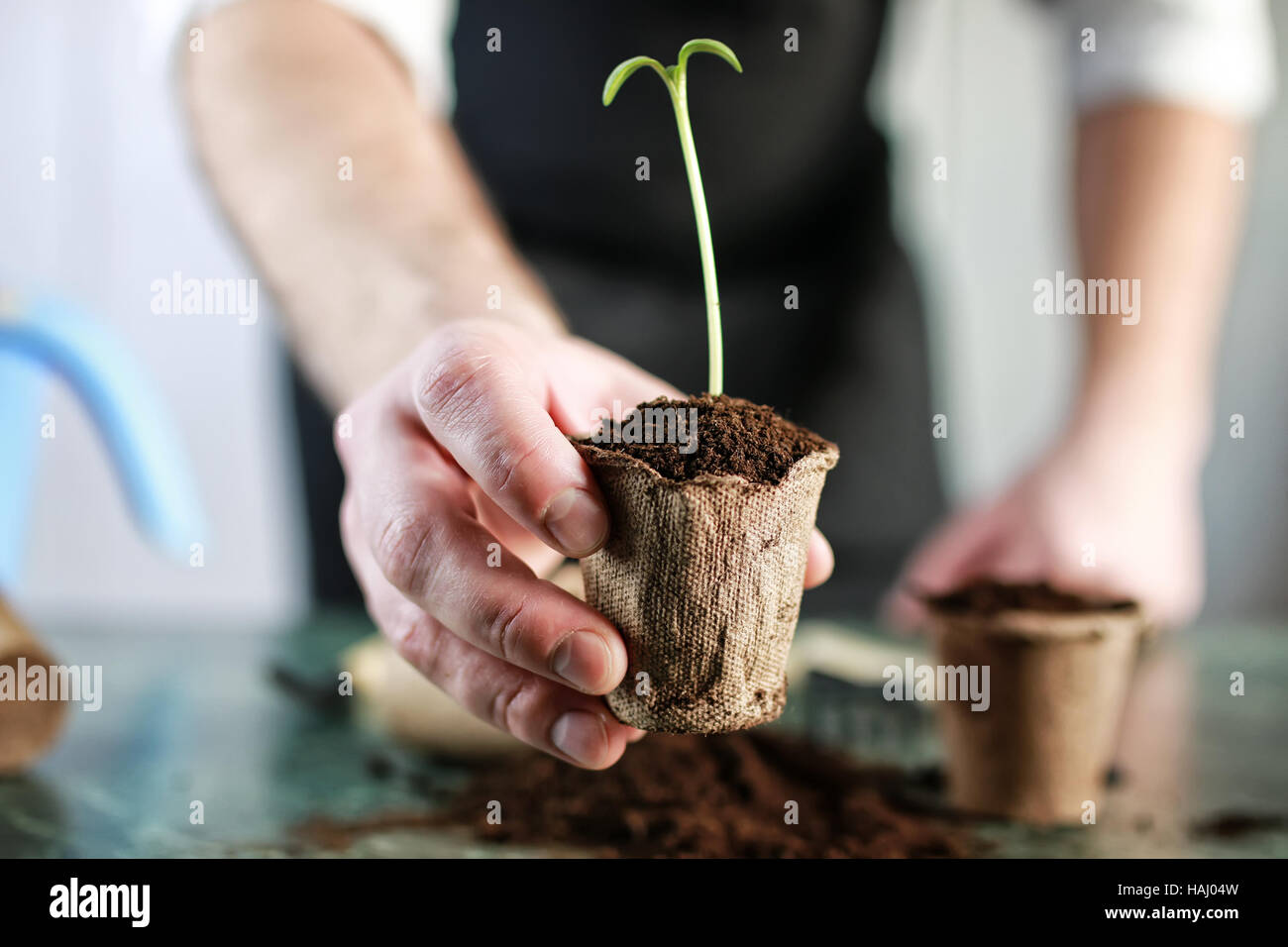 gardener hand sprout table Stock Photo - Alamy