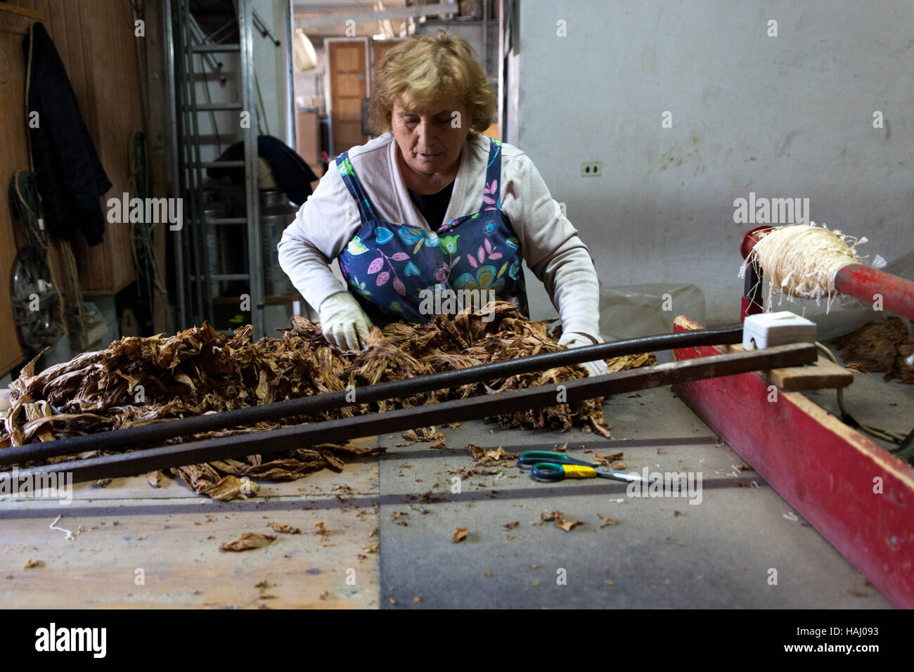 The tobacco is dried naturally in the air (light air-cured) in special ...