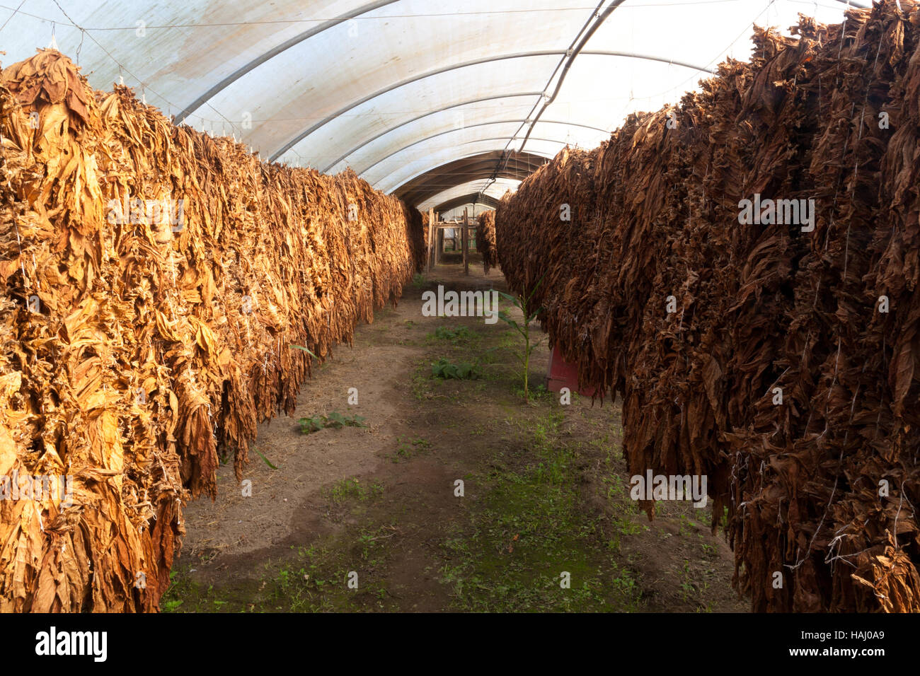 The tobacco is dried naturally in the air (light air-cured) in special ...