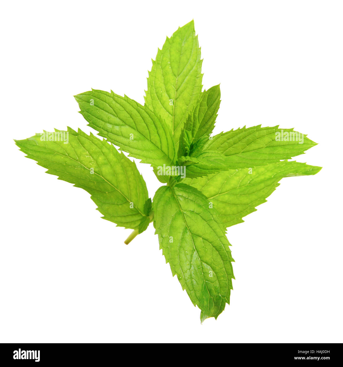 peppermint isolated on white background Stock Photo - Alamy