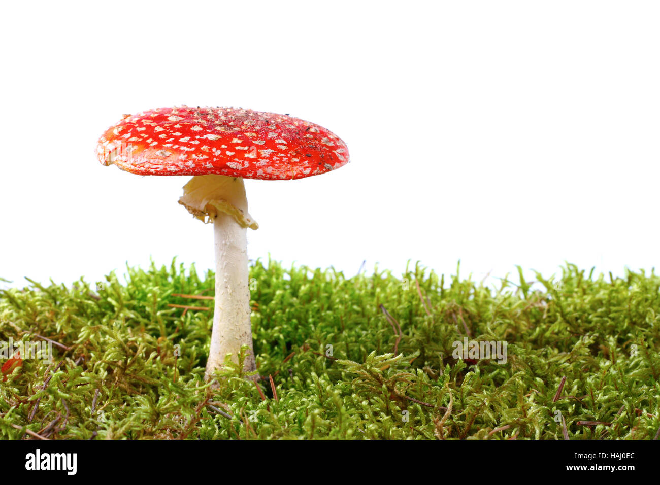 Death cap mushroom hi-res stock photography and images - Alamy