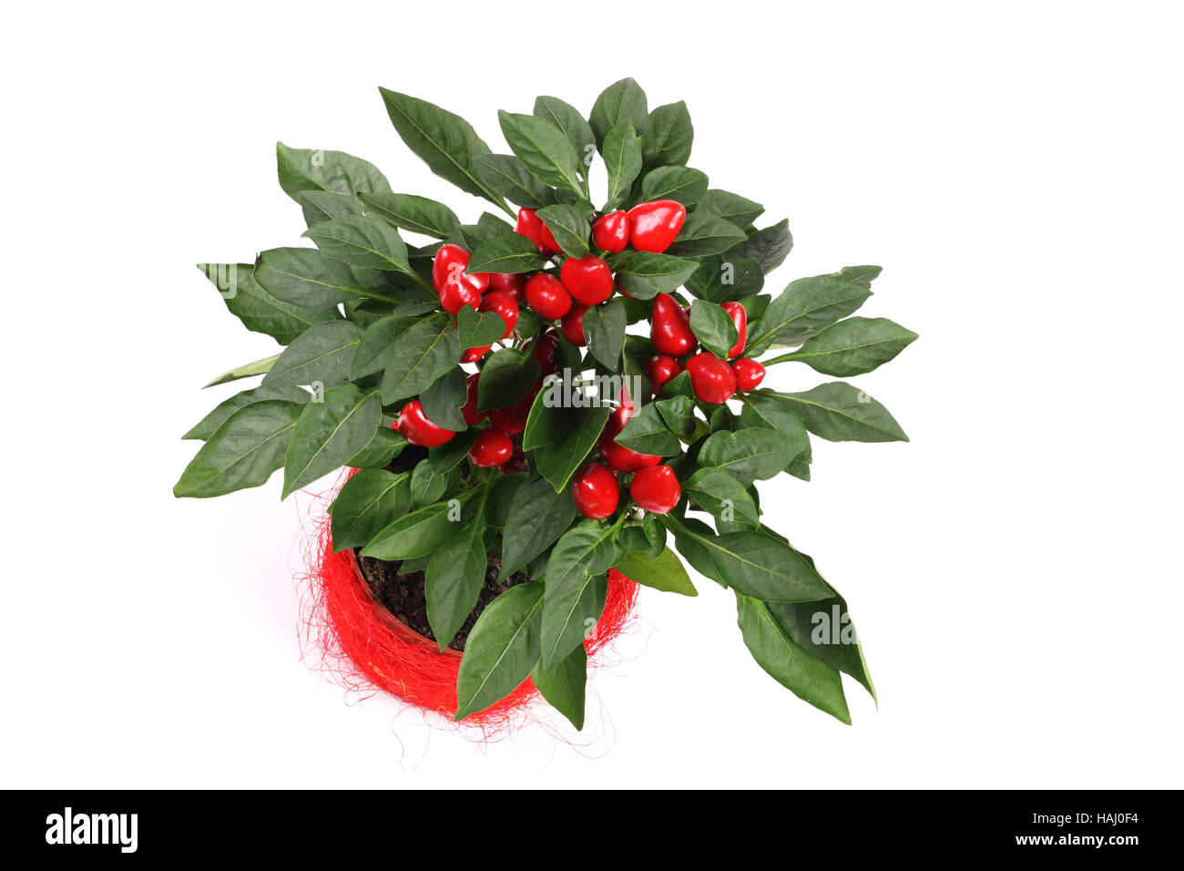 Decorative pepper tree Stock Photo - Alamy