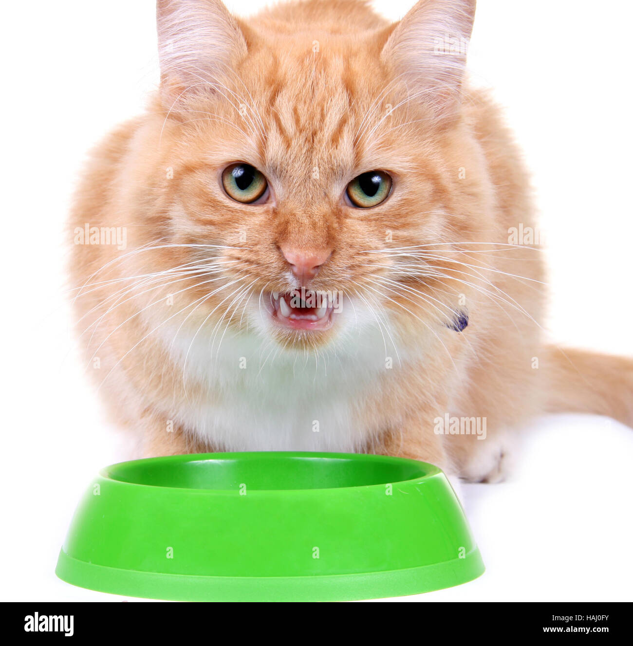 Brown kitten eating forage Stock Photo - Alamy