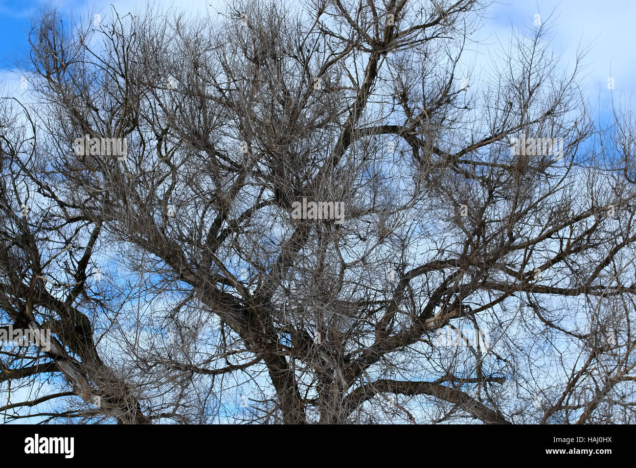thaw spring lanscape tree Stock Photo - Alamy