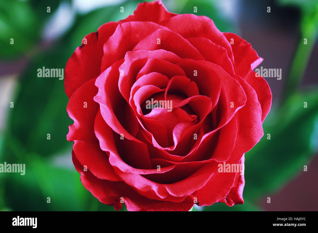 toned red rose bud closeup Stock Photo - Alamy