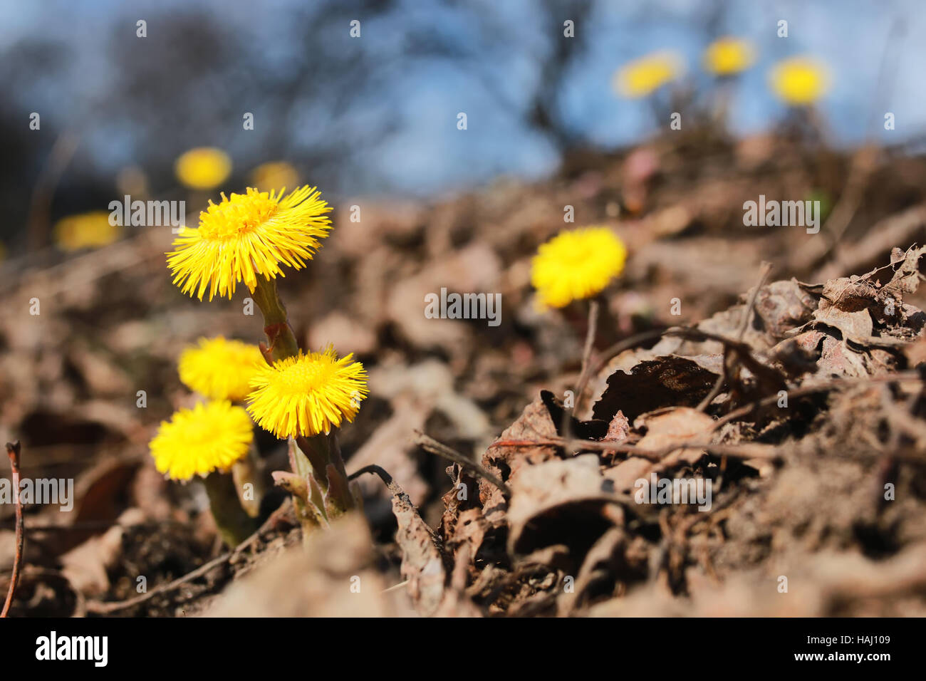 yellow first flowers Stock Photo - Alamy
