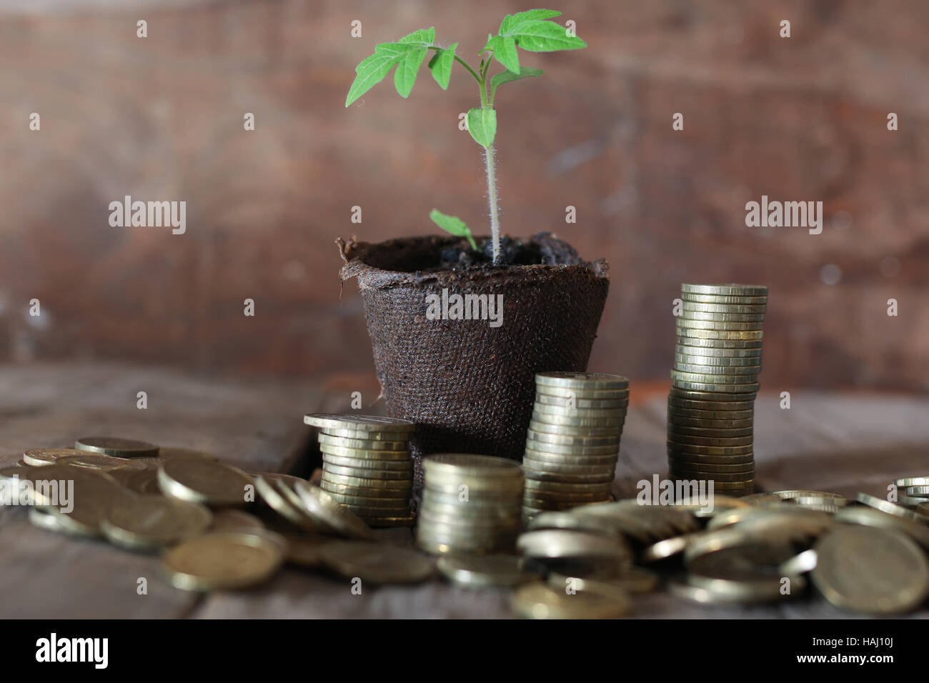 plant and stacks of coins Stock Photo - Alamy