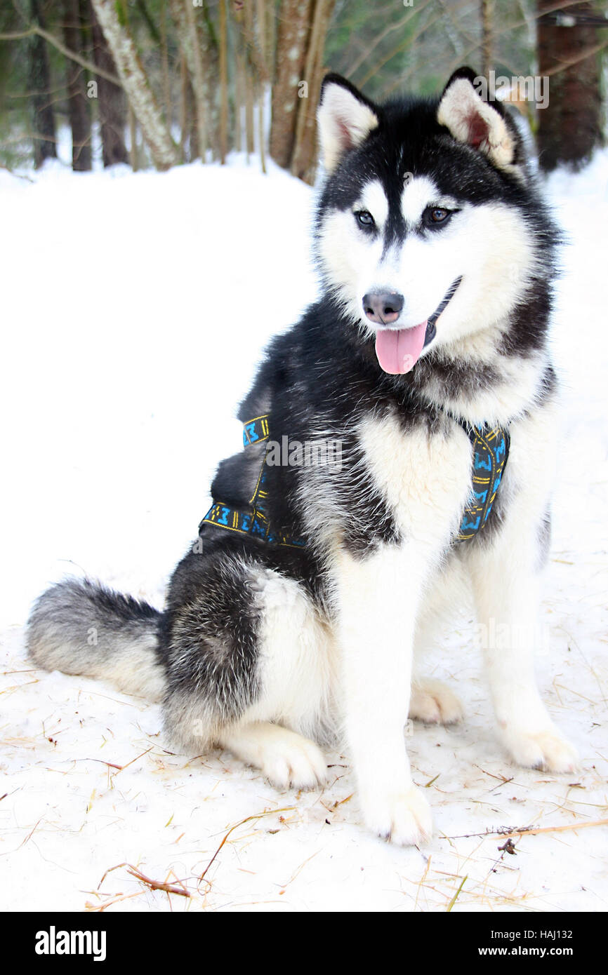 Husky alaska hi-res stock photography and images - Alamy
