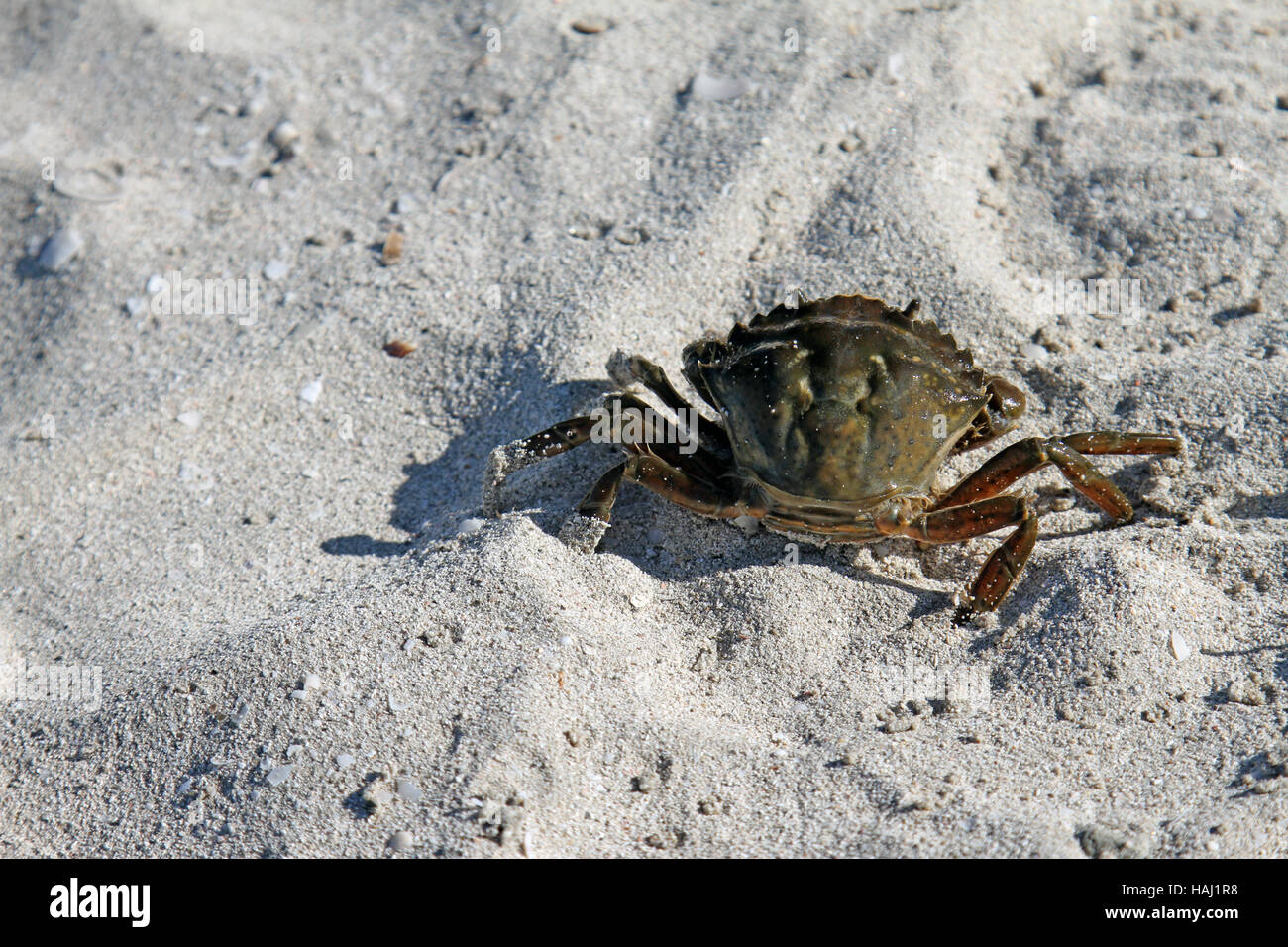 Crab In Sea