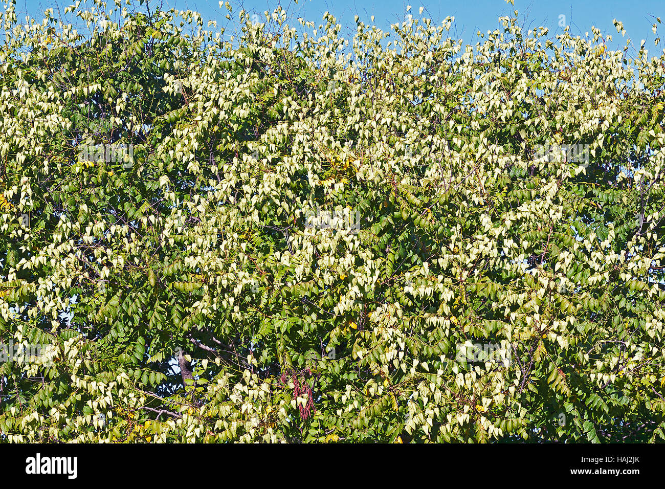 Goldenrain tree with fruits Stock Photo - Alamy