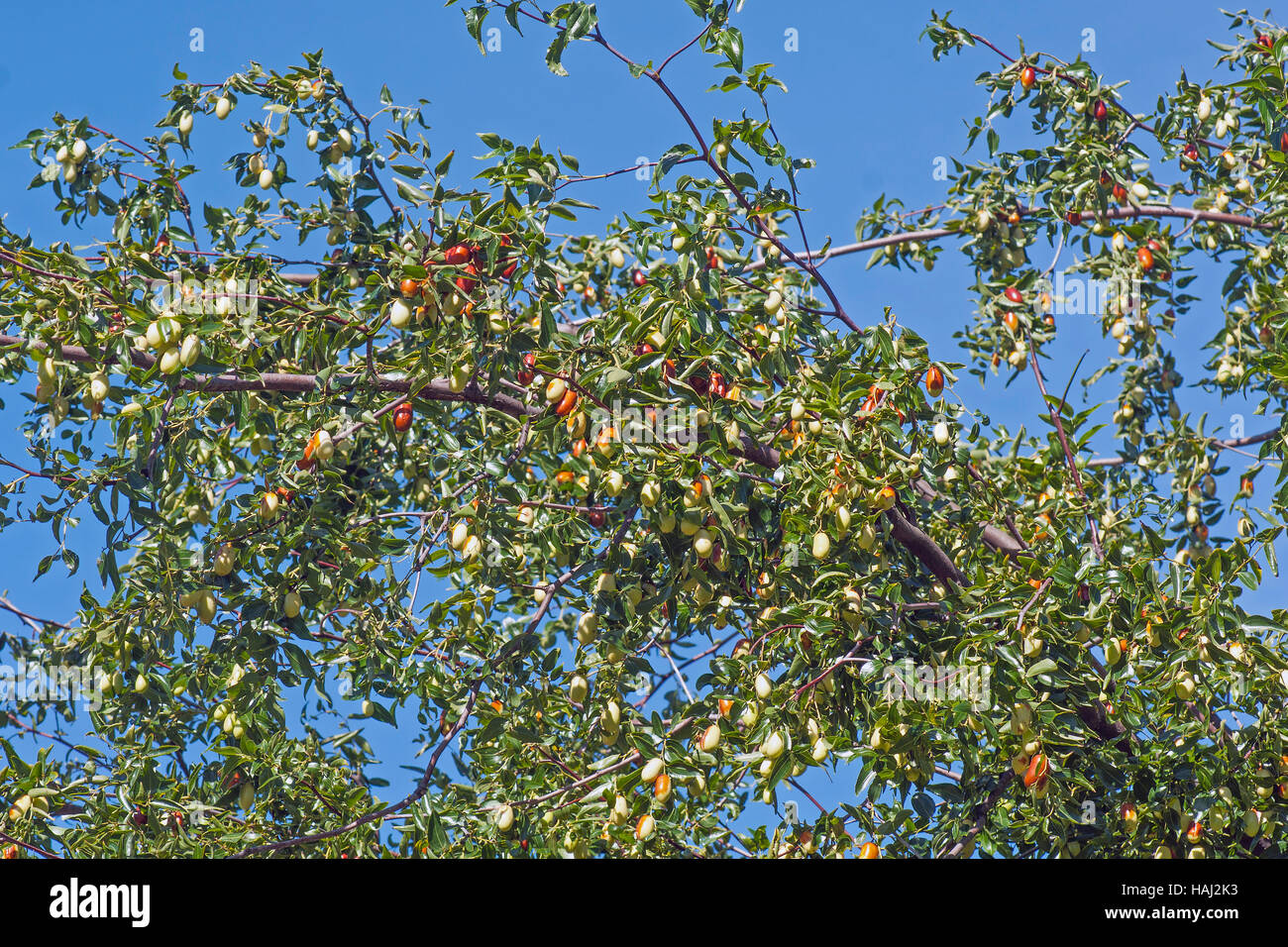 Jujube tree with fruits Stock Photo - Alamy