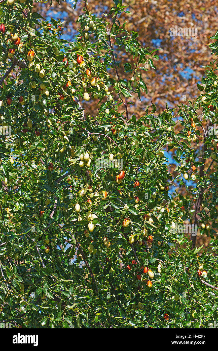 Jujube tree hi-res stock photography and images - Alamy