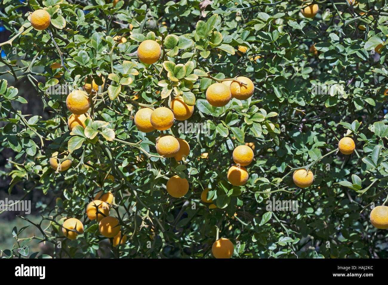 Trifoliate citrus fruits Stock Photo - Alamy