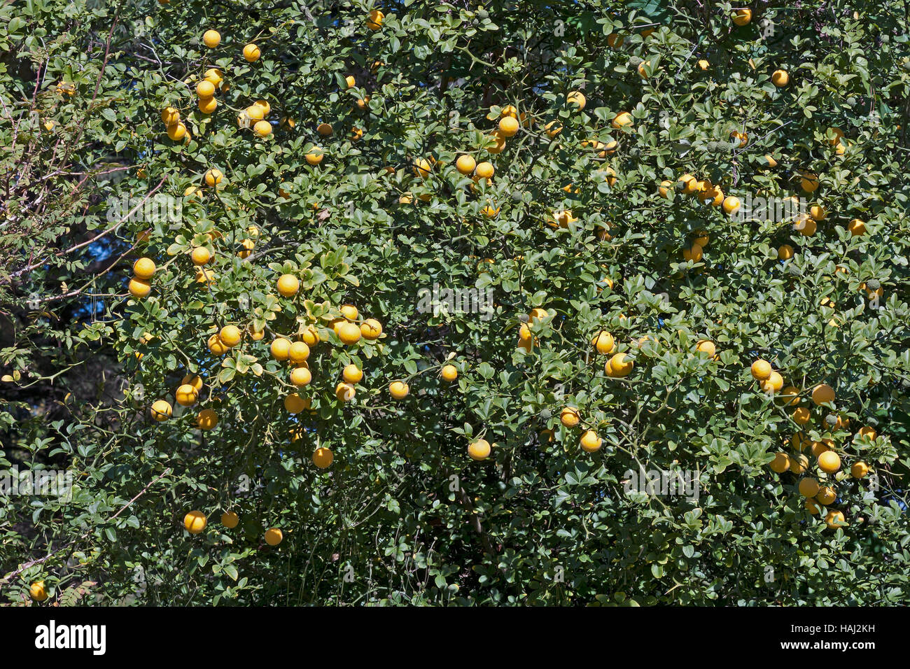 Trifoliate orange bitter orange hardy hi-res stock photography and ...