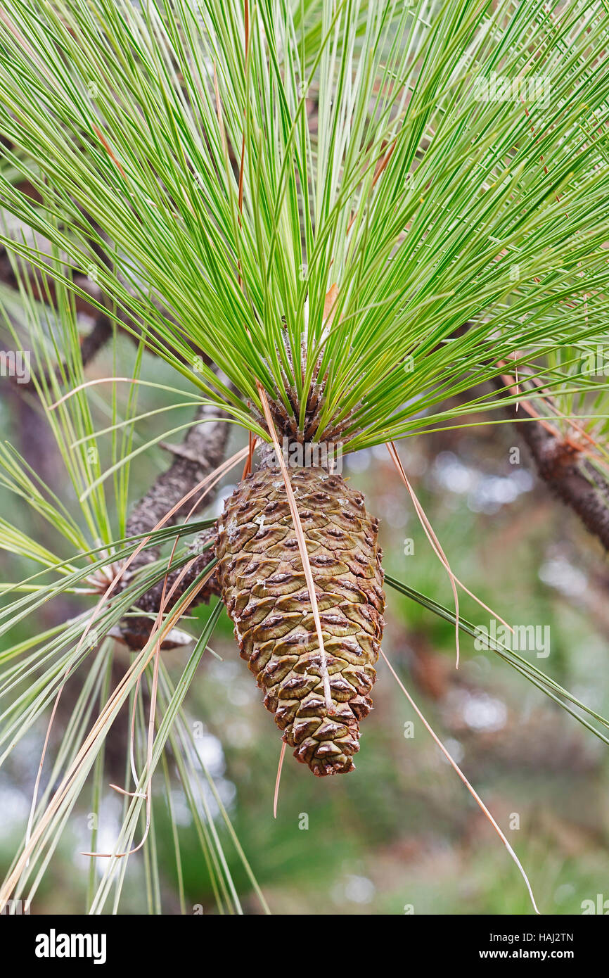 Longleaf pine cone Stock Photo - Alamy
