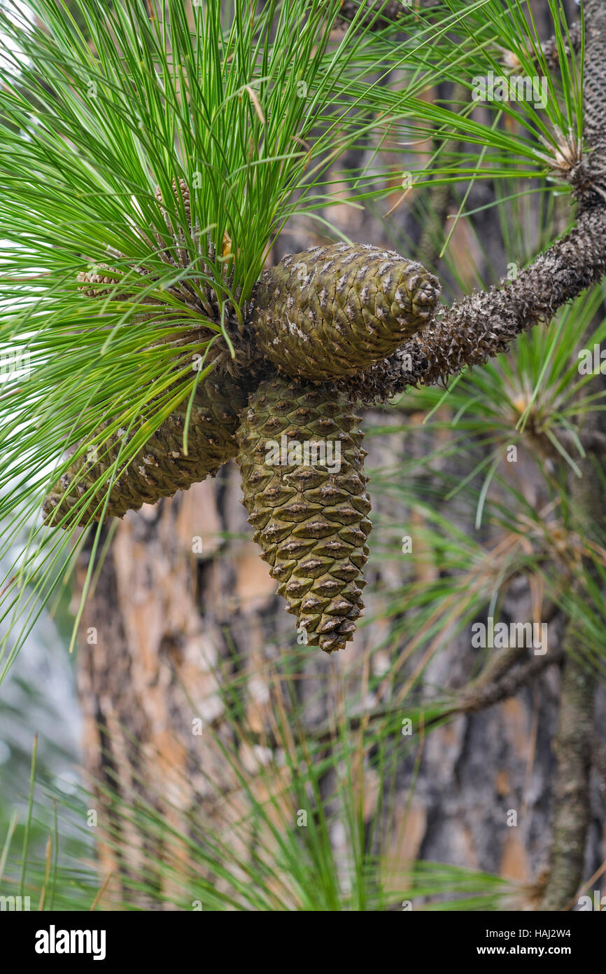 Longleaf pine cones Stock Photo - Alamy
