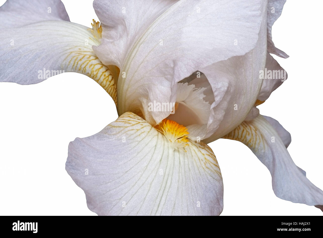 Hybrid German iris flower Stock Photo - Alamy