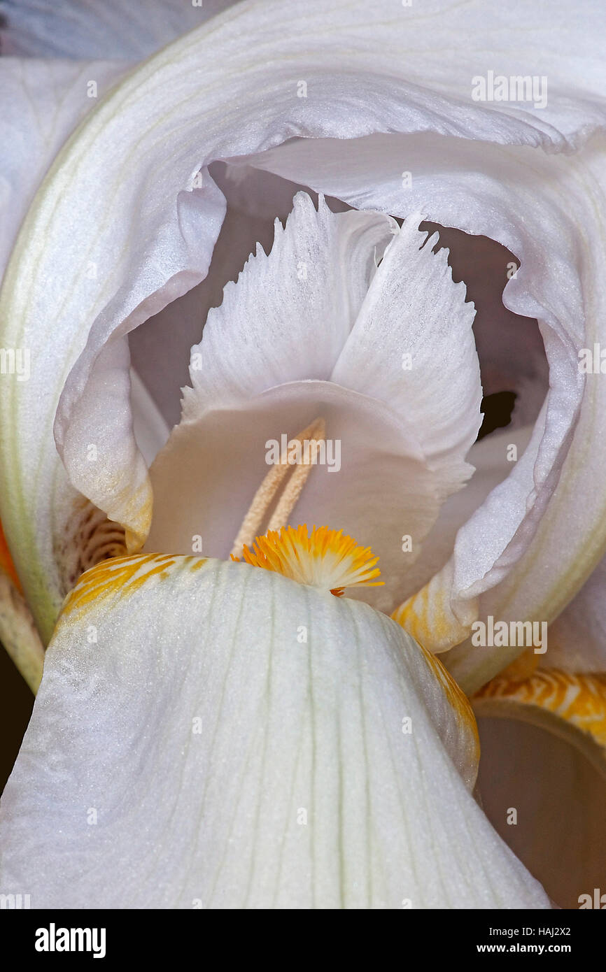 Hybrid German iris flower Stock Photo - Alamy