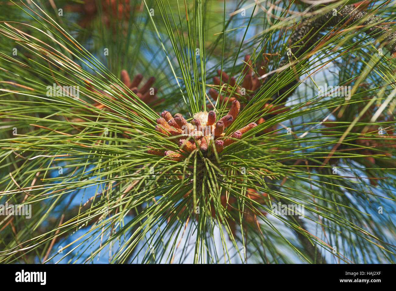 Longleaf pine pollen cones Stock Photo - Alamy