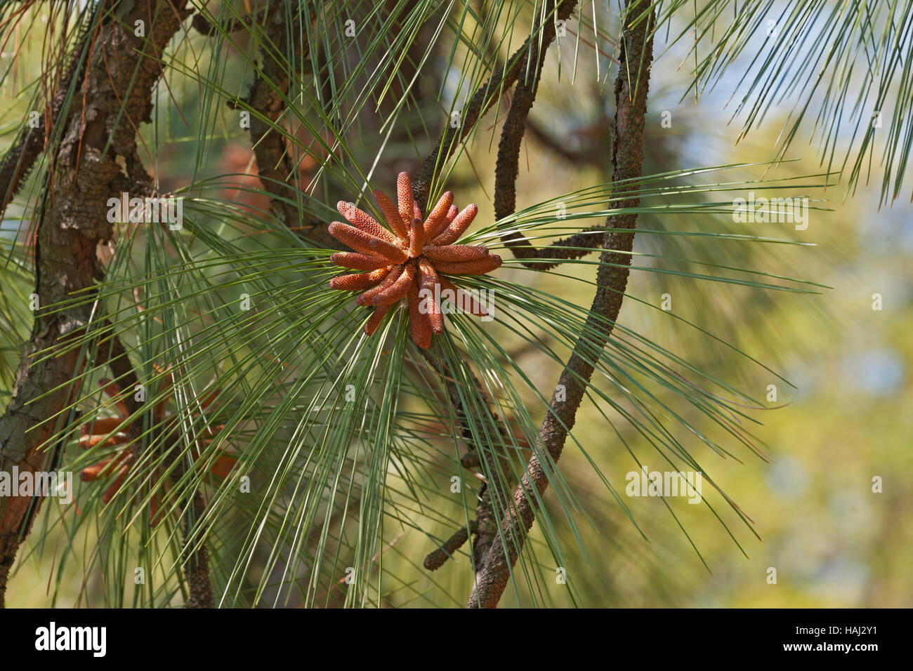 Yellow pollen cones pine tree hi-res stock photography and images - Alamy